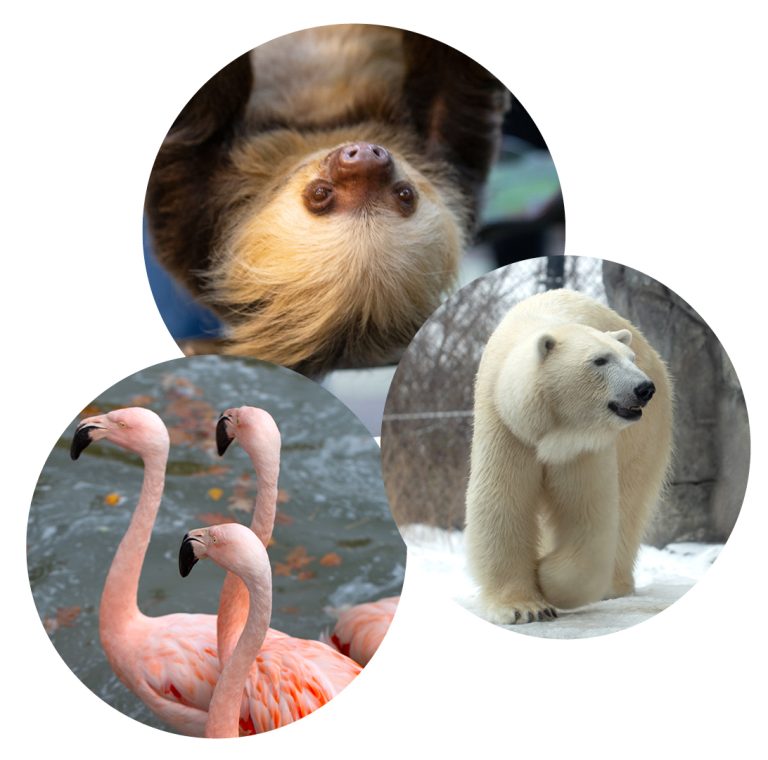 A Sweetheart Deal for Animal Lovers - Como Friends