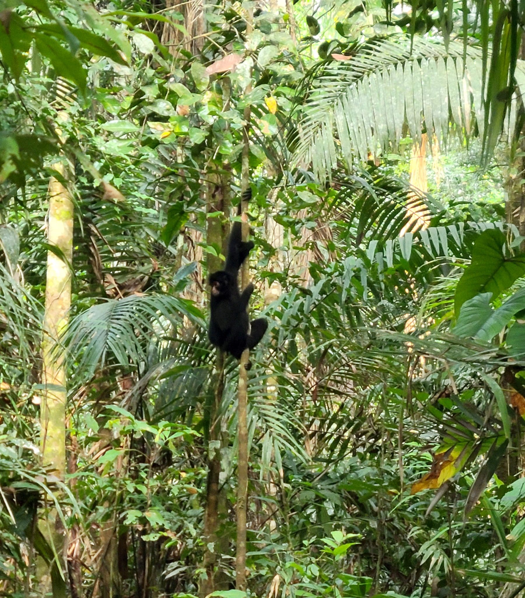 Spider Monkeys on the Move - Como Friends